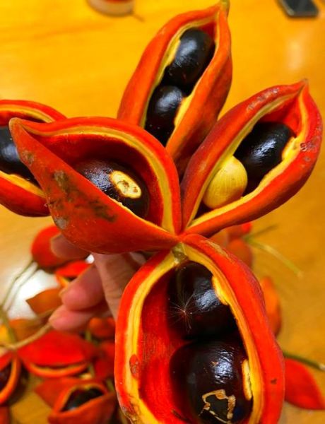 凤眼果怎么剥皮_凤眼果去皮最快方法-第1张图片-山城妙识