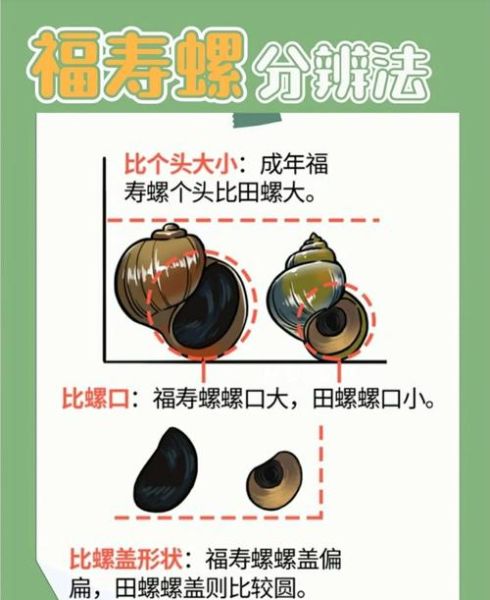 田螺怎么吃正确_田螺怎么吃图解-第2张图片-山城妙识