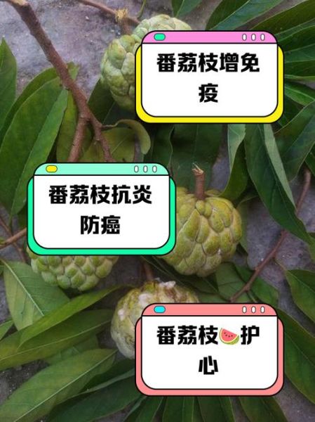 番荔枝图片功效与作用_番荔枝怎么吃最营养-第1张图片-山城妙识