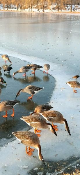 鹅图片大全可爱图片_如何挑选萌翻天的鹅图-第2张图片-山城妙识