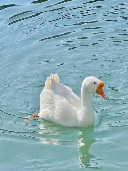 鹅图片大全可爱图片_如何挑选萌翻天的鹅图-第3张图片-山城妙识