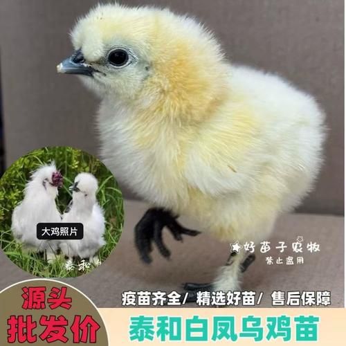 泰和乌鸡和白凤乌鸡区别_哪个更滋补-第3张图片-山城妙识 泰和乌鸡和白凤乌鸡区别_哪个更滋补-第3张图片-山城妙识