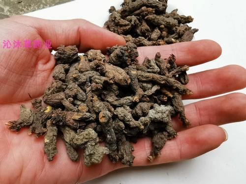 天葵子功效与作用_天葵子用法用量-第3张图片-山城妙识