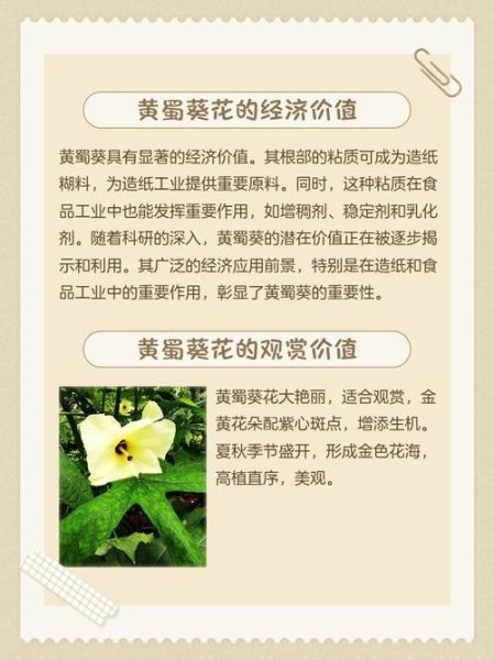 黄蜀葵花泡酒的功效与作用_黄蜀葵花泡酒怎么泡-第1张图片-山城妙识