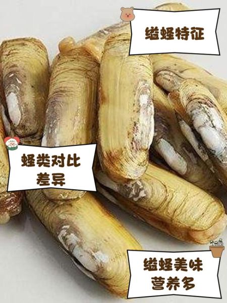 蛏子的鼻子是什么东西_蛏子鼻子能吃吗-第1张图片-山城妙识