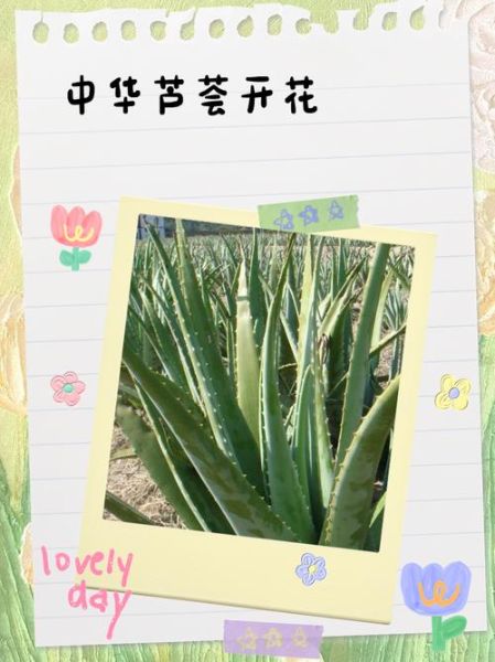 中华芦荟图片_如何辨别真假中华芦荟-第3张图片-山城妙识