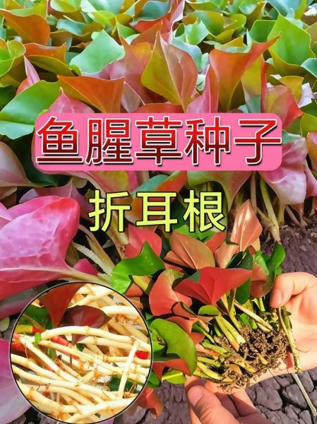 折耳根图片_折耳根怎么种植-第1张图片-山城妙识