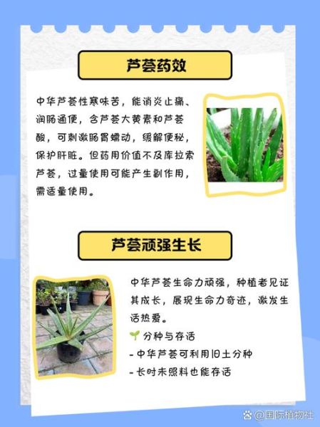 中华芦荟图片_如何辨别真假中华芦荟-第2张图片-山城妙识