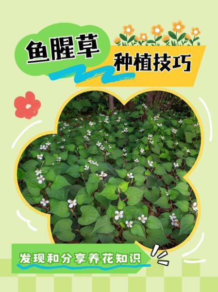 折耳根图片_折耳根怎么种植-第2张图片-山城妙识