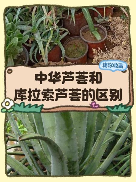 中华芦荟图片_如何辨别真假中华芦荟-第1张图片-山城妙识