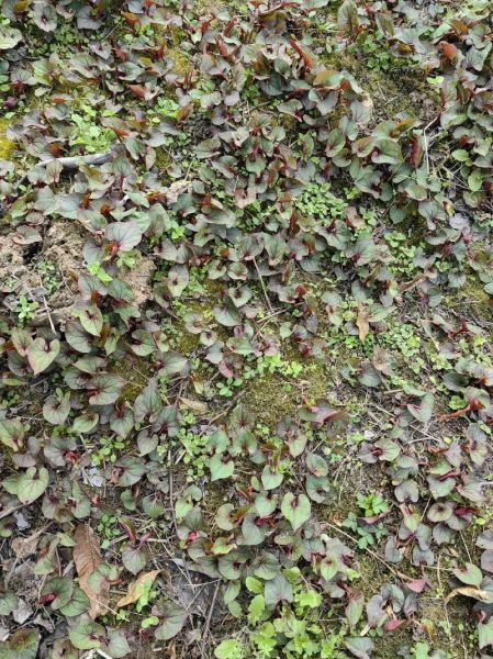 折耳根图片_折耳根怎么种植-第3张图片-山城妙识