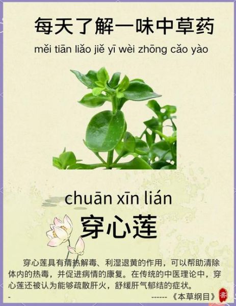 穿心莲的功效与作用_穿心莲怎么吃效果最好-第1张图片-山城妙识