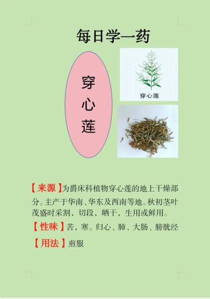 穿心莲的功效与作用_穿心莲怎么吃效果最好-第3张图片-山城妙识