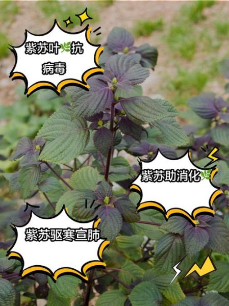 紫苏叶能生吃吗_紫苏叶生吃安全吗-第1张图片-山城妙识