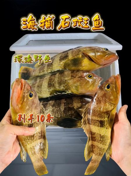 石斑鱼为什么不能吃_石斑鱼有哪些危害-第3张图片-山城妙识