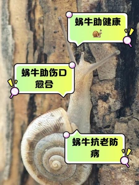 蜗牛养殖前景怎么样_蜗牛销路有哪些-第3张图片-山城妙识