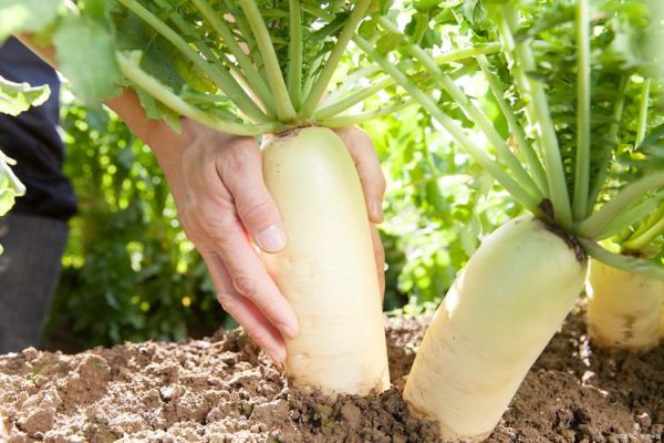 萝卜图片怎么拍好看_萝卜图片拍摄技巧-第2张图片-山城妙识