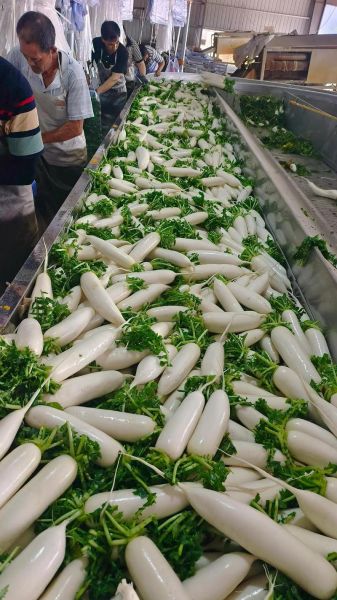 萝卜图片怎么拍好看_萝卜图片拍摄技巧-第1张图片-山城妙识