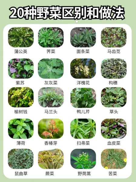 野菜有哪些种类_野菜种类大全及名称-第1张图片-山城妙识