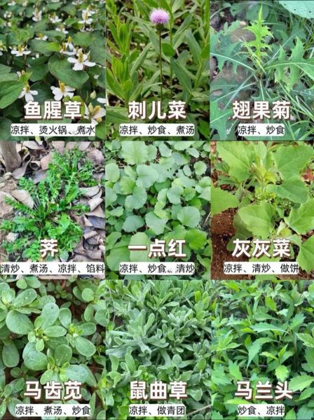 野菜有哪些种类_野菜种类大全及名称-第3张图片-山城妙识