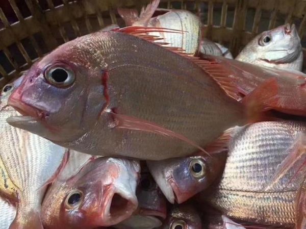 立鱼多少钱一斤_立鱼价格行情-第1张图片-山城妙识 立鱼多少钱一斤_立鱼价格行情-第1张图片-山城妙识