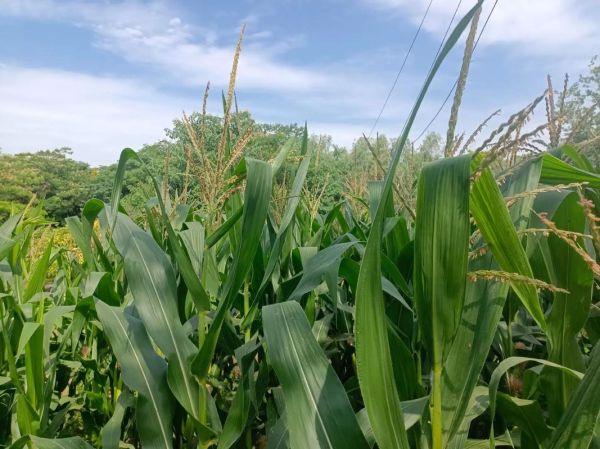 玉米地图片怎么拍_玉米地摄影技巧-第2张图片-山城妙识 玉米地图片怎么拍_玉米地摄影技巧-第2张图片-山城妙识