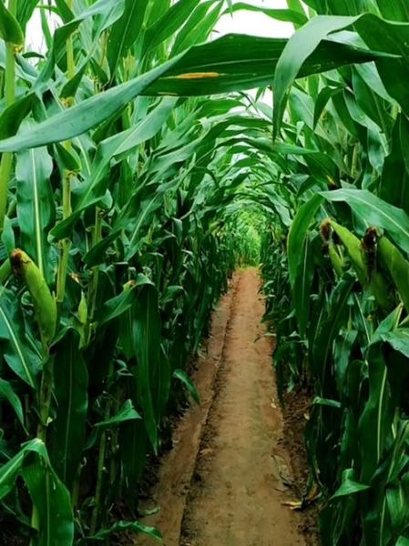 玉米地图片怎么拍_玉米地摄影技巧-第1张图片-山城妙识 玉米地图片怎么拍_玉米地摄影技巧-第1张图片-山城妙识