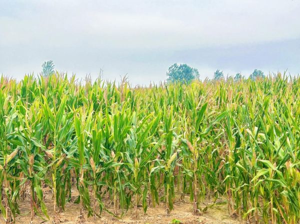 玉米地图片怎么拍_玉米地摄影技巧-第3张图片-山城妙识 玉米地图片怎么拍_玉米地摄影技巧-第3张图片-山城妙识