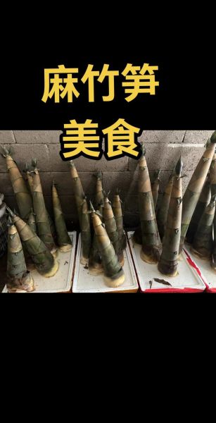 麻竹笋怎么做好吃_麻竹笋炒肉做法-第1张图片-山城妙识