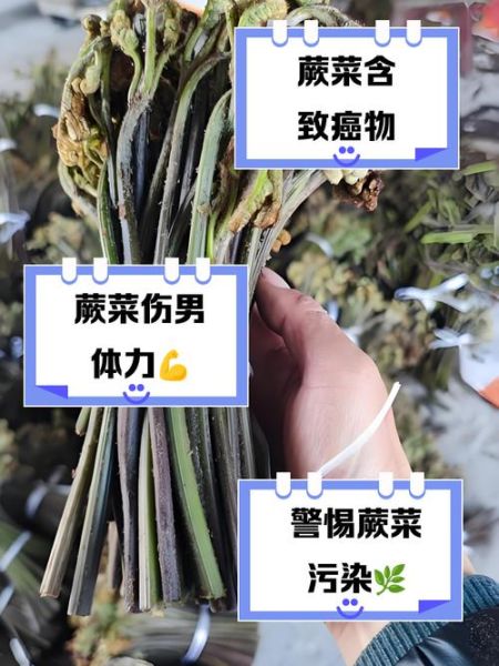蕨菜致癌是真的吗_蕨菜致癌真相-第3张图片-山城妙识