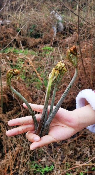 蕨菜致癌是真的吗_蕨菜致癌真相-第2张图片-山城妙识