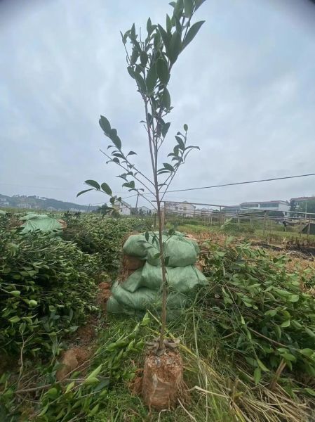 最好的油茶苗品种有哪些_高产油茶苗怎么选-第1张图片-山城妙识