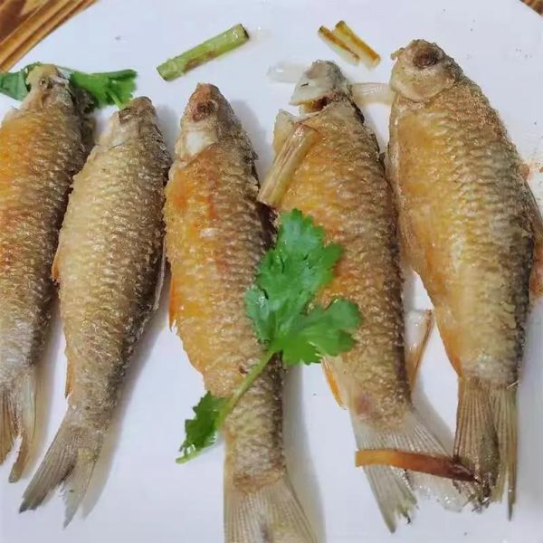 皇鱼怎么养_皇鱼吃什么长得快-第2张图片-山城妙识