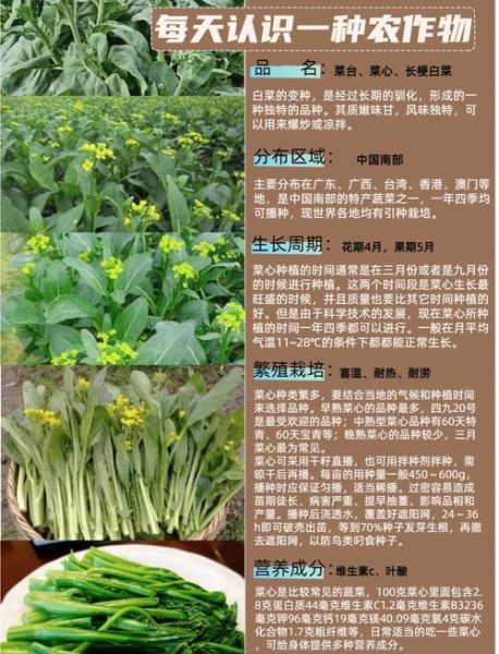 菜心的营养价值有哪些_菜心热量高吗-第2张图片-山城妙识