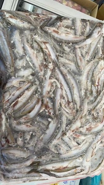 白条鱼为什么没人养_白条鱼养殖难点-第1张图片-山城妙识