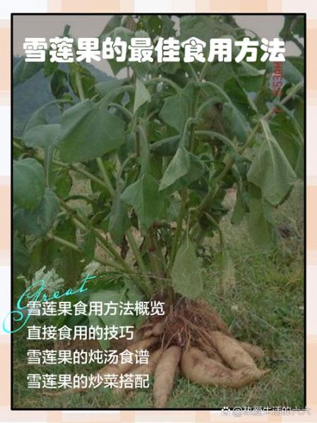 雪莲果怎么吃_雪莲果图片及吃法大全-第1张图片-山城妙识 雪莲果怎么吃_雪莲果图片及吃法大全-第1张图片-山城妙识