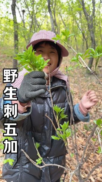 刺五加有几种图片_刺五加品种识别方法-第3张图片-山城妙识 刺五加有几种图片_刺五加品种识别方法-第3张图片-山城妙识