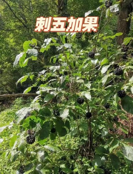 刺五加有几种图片_刺五加品种识别方法-第1张图片-山城妙识 刺五加有几种图片_刺五加品种识别方法-第1张图片-山城妙识