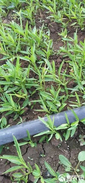 空心菜种植图片_空心菜怎么种植-第3张图片-山城妙识