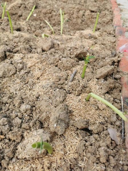 空心菜种植图片_空心菜怎么种植-第1张图片-山城妙识