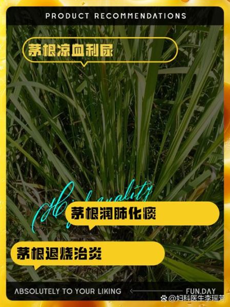 白茅根的功效与作用_白茅根能治哪些病-第2张图片-山城妙识 白茅根的功效与作用_白茅根能治哪些病-第2张图片-山城妙识