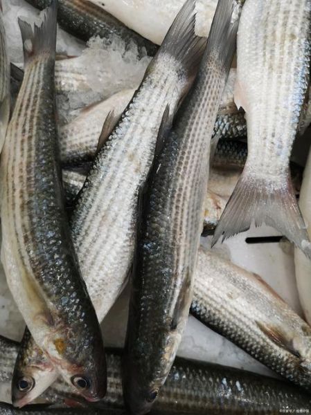 乌头鱼是海鱼还是淡水鱼_乌头鱼能生活在咸水里吗-第3张图片-山城妙识