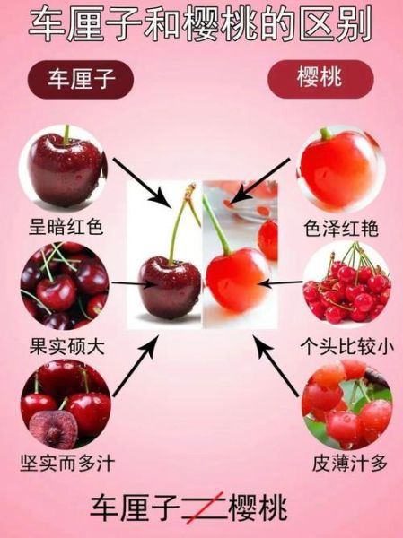 车厘子和樱桃营养价值区别_哪个更好-第1张图片-山城妙识