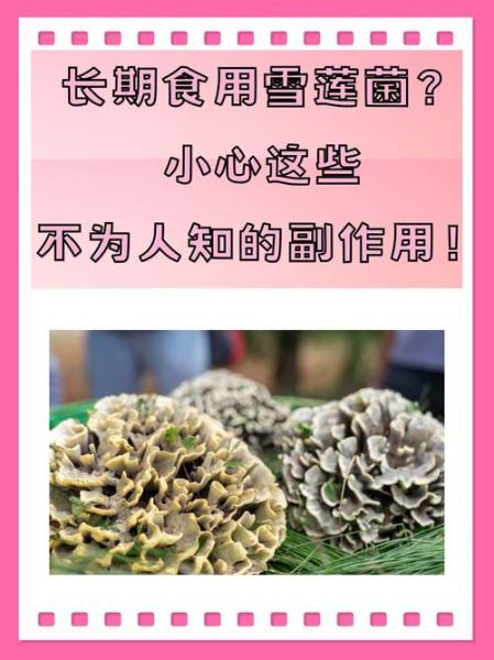 雪莲菌什么人不能吃_雪莲菌禁忌人群有哪些-第1张图片-山城妙识