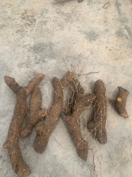 野生黄姜的功效与作用_野生黄姜怎么吃效果最好-第2张图片-山城妙识