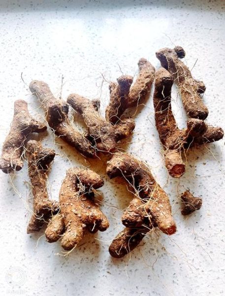 野生黄姜的功效与作用_野生黄姜怎么吃效果最好-第3张图片-山城妙识