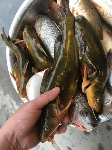 黄骨鱼怎么钓_黄骨鱼打窝用什么最好-第1张图片-山城妙识 黄骨鱼怎么钓_黄骨鱼打窝用什么最好-第1张图片-山城妙识