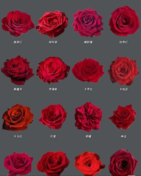 玫瑰花品种大全_26种常见玫瑰图片及名称-第1张图片-山城妙识