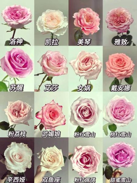 玫瑰花品种大全_26种常见玫瑰图片及名称-第2张图片-山城妙识