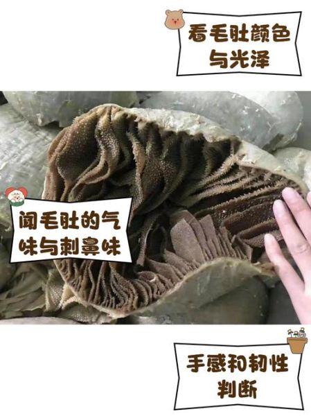 白毛肚是什么动物身上的_白毛肚和牛肚区别-第2张图片-山城妙识